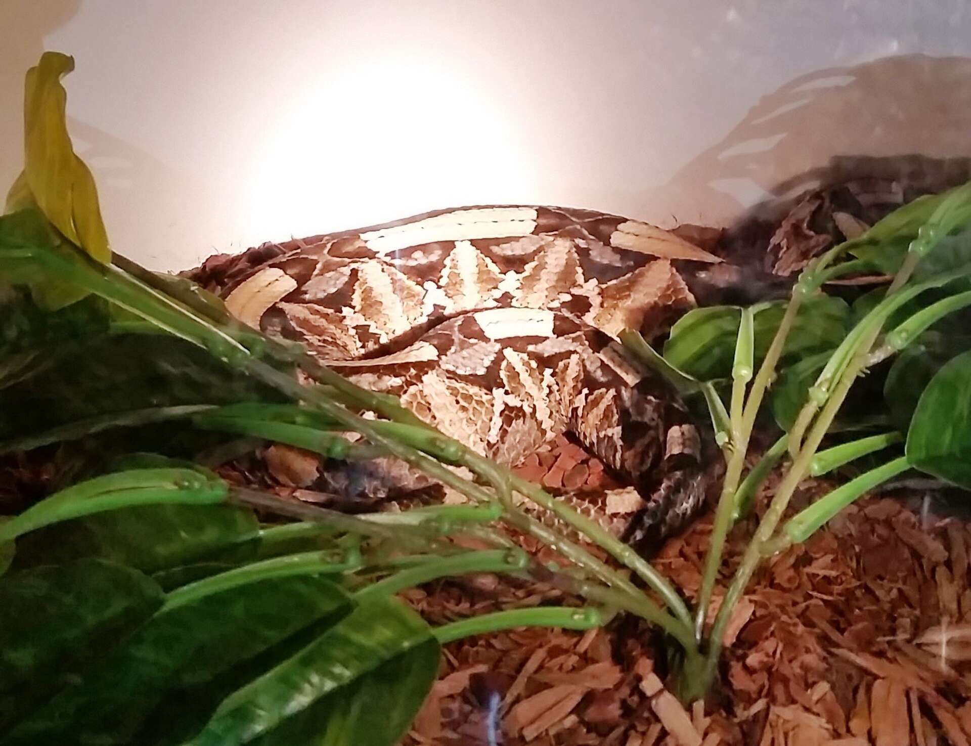 San Antonio firefighters find 11 prohibited exotic, poisonous reptiles ...