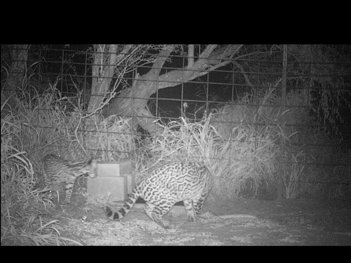 Endangered ocelot discovered in South Texas