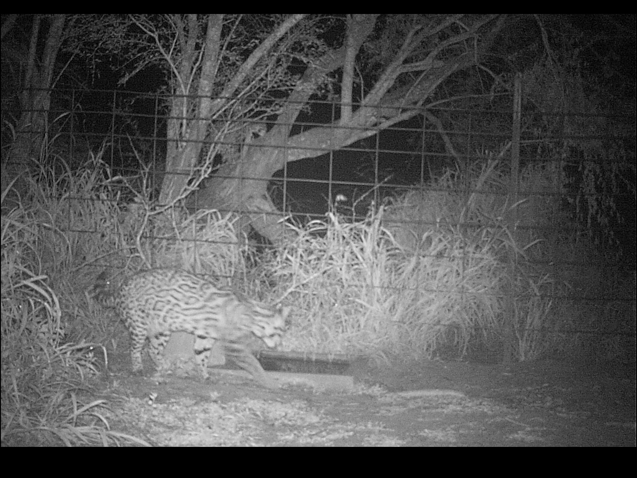 Endangered ocelot discovered in South Texas