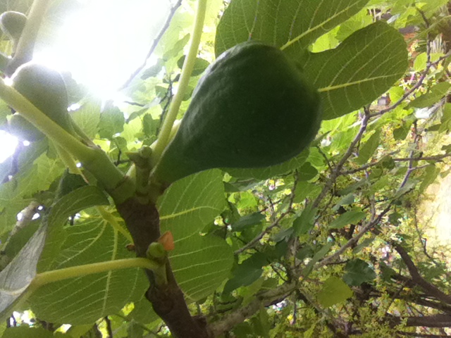 From tree branches to food bank