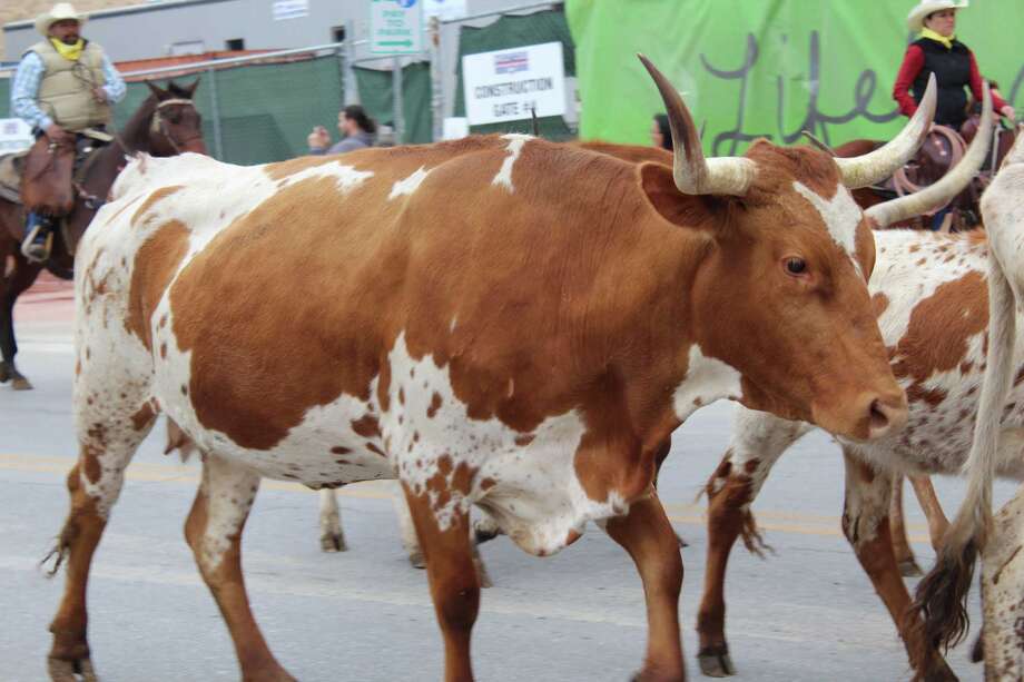 mySpy: Western Heritage Parade & Cattle Drive - mySA