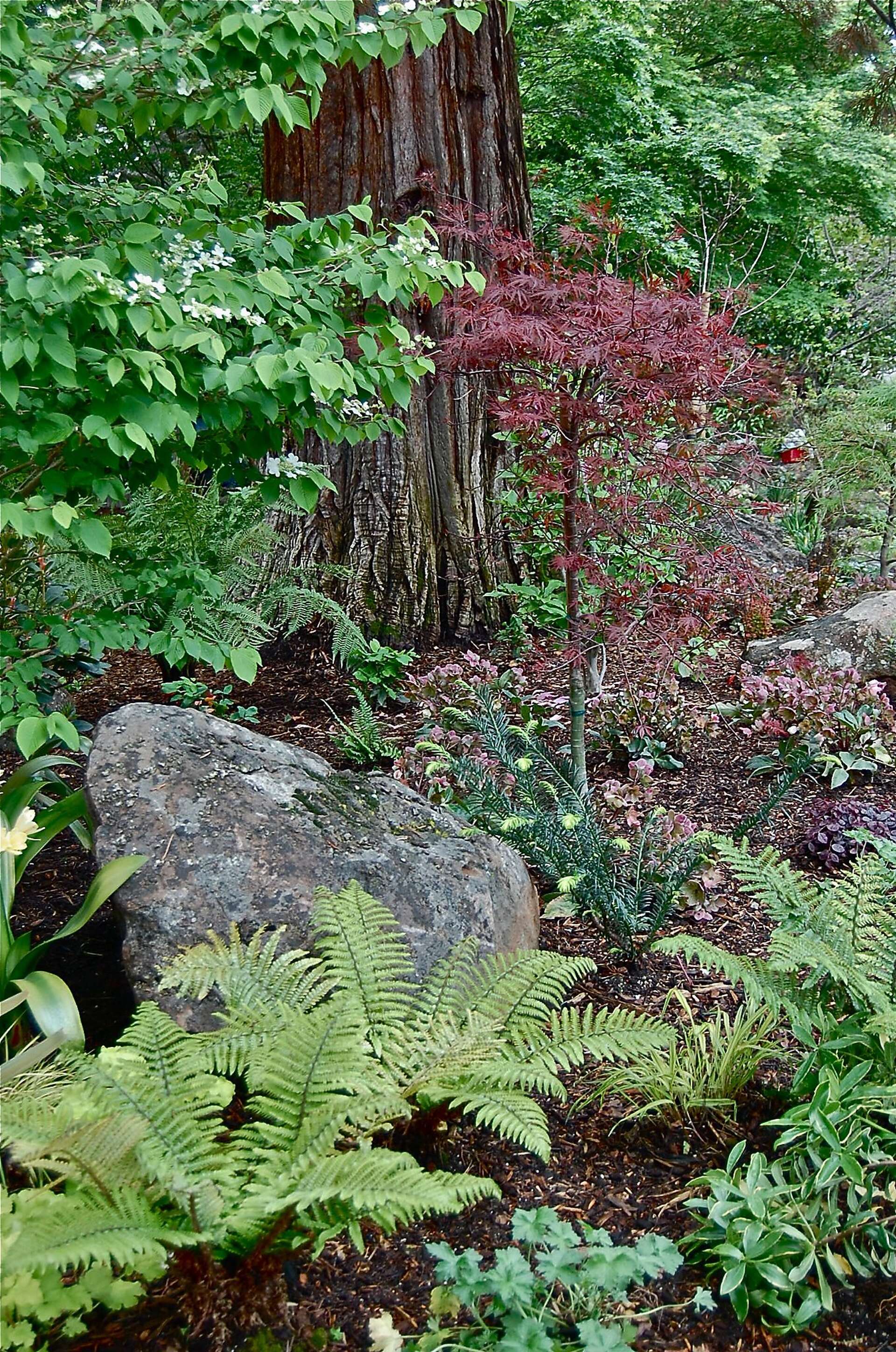 Q&A with Sarah Herman, Berkeley landscape designer