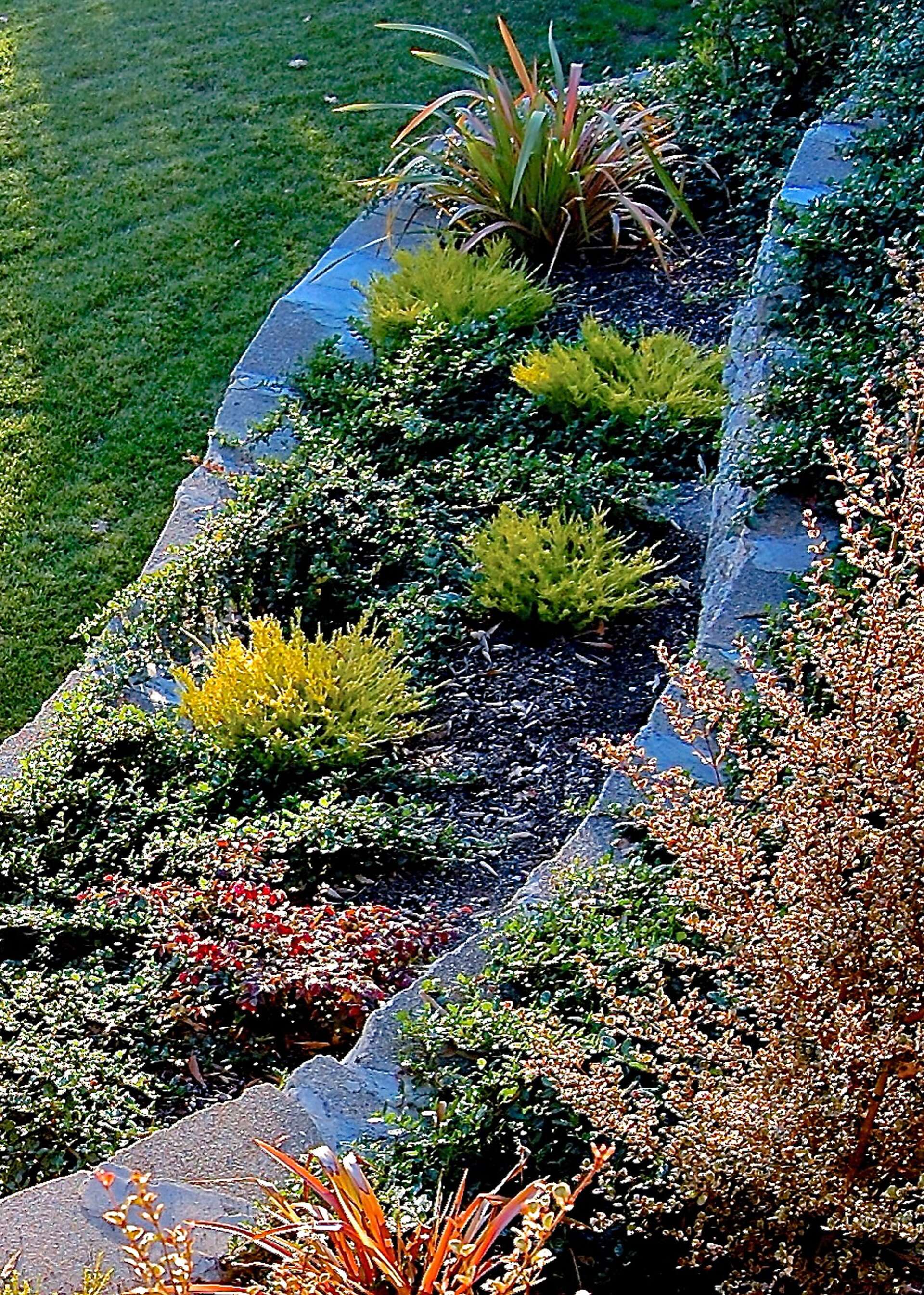 Q&A with Sarah Herman, Berkeley landscape designer