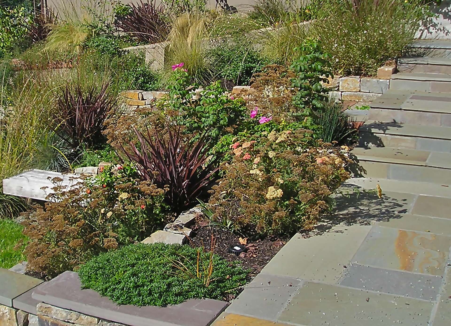 Q&A with Sarah Herman, Berkeley landscape designer