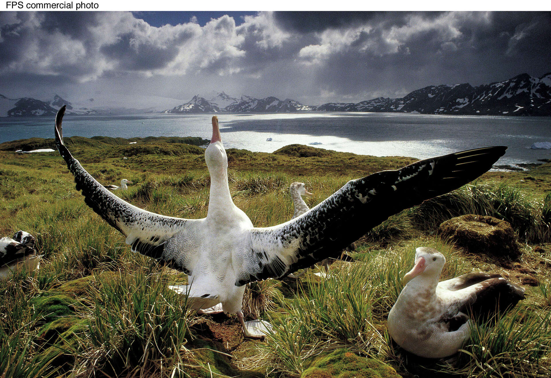 Why do birds fall in love?