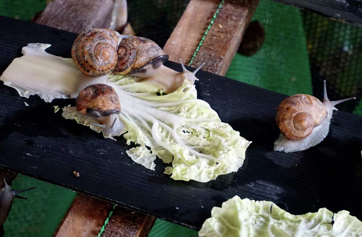 Snails slither into spa scene in Thailand and around world