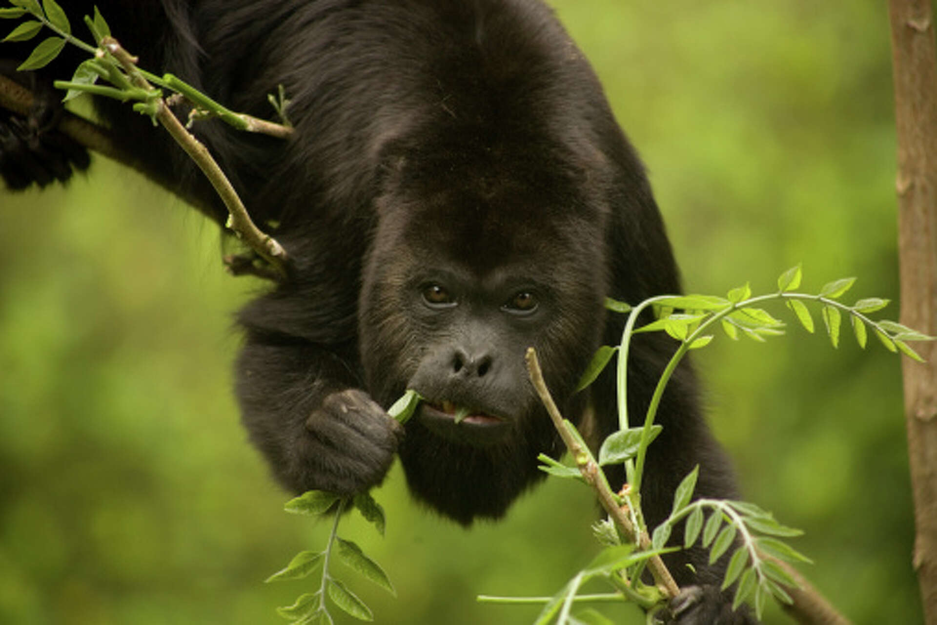 Spotting Mexico's elusive wild things