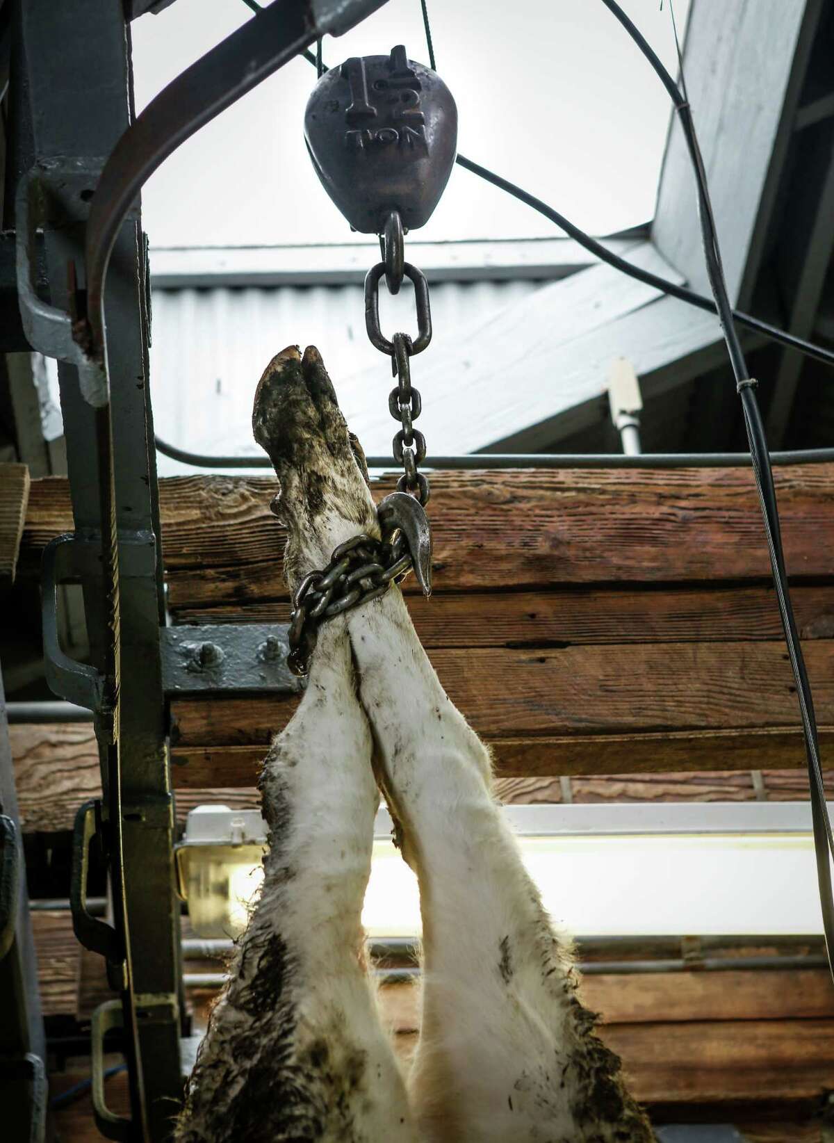 Flesh and blood — from sausages to stews, a spot of red enriches