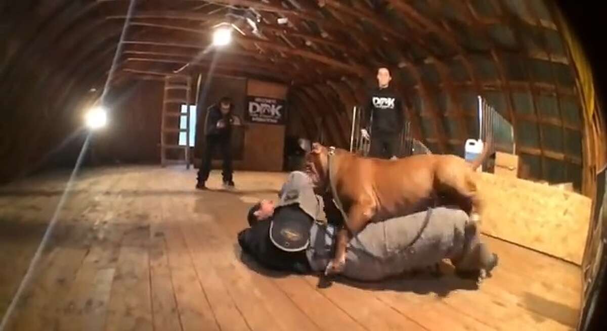 Humongous pit bull named "The Hulk" lives up to his name
