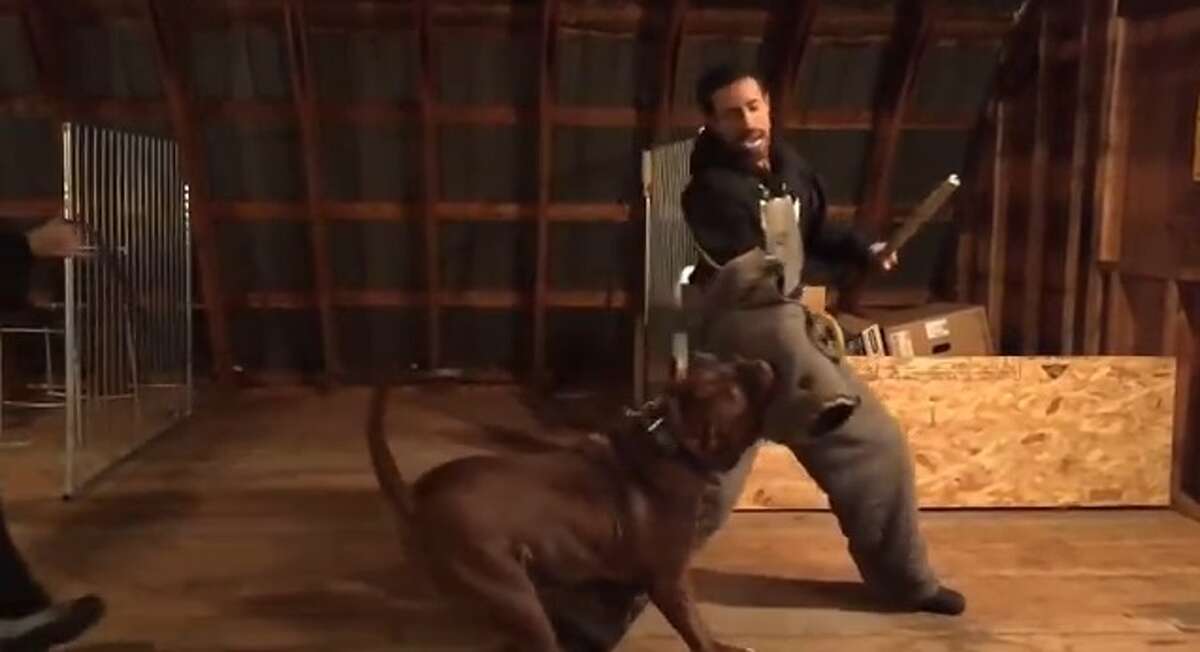 Humongous pit bull named "The Hulk" lives up to his name