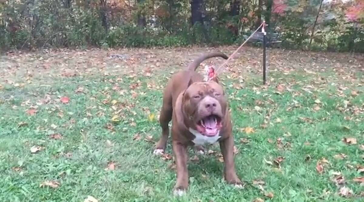 Humongous pit bull named "The Hulk" lives up to his name