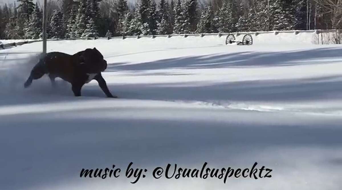 Humongous pit bull named "The Hulk" lives up to his name