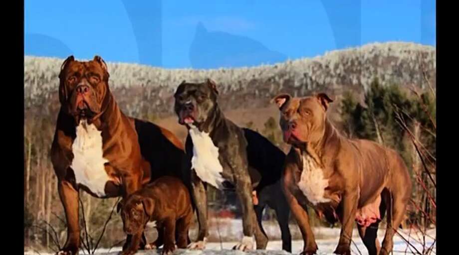 World's biggest pit bull fathers adorable puppies worth up to $55,000 ...