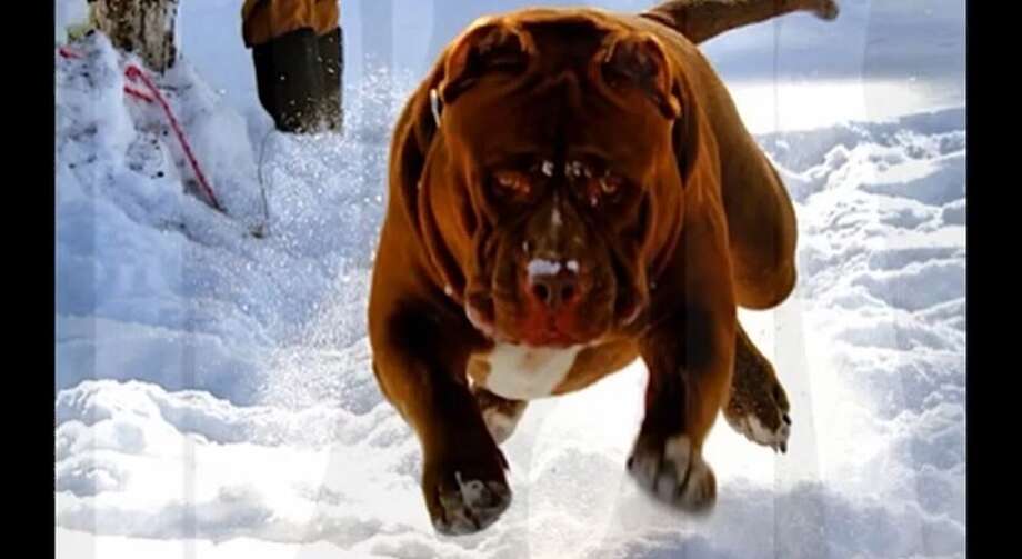 World's biggest pit bull fathers adorable puppies worth up to $55,000 ...