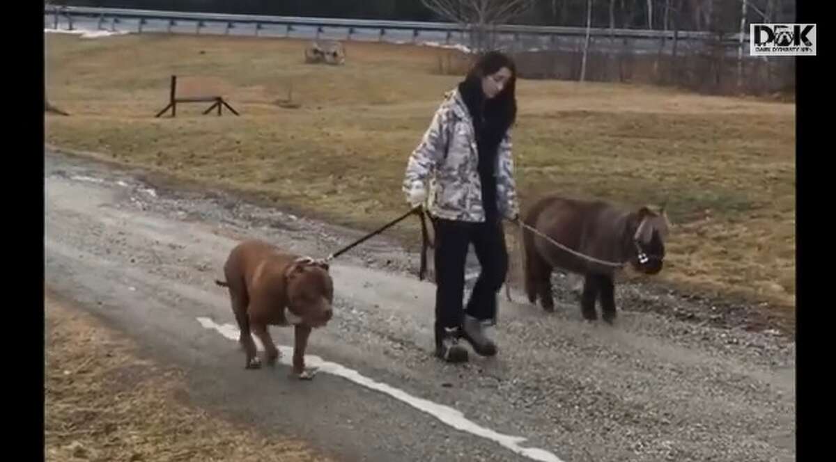 The Hulk, a ginormous 175-pound pit bull, is getting a TV show