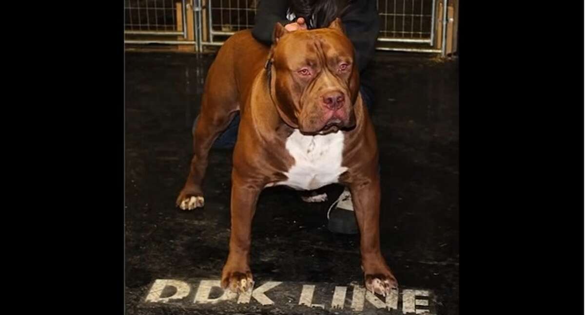 Humongous pit bull named "The Hulk" lives up to his name