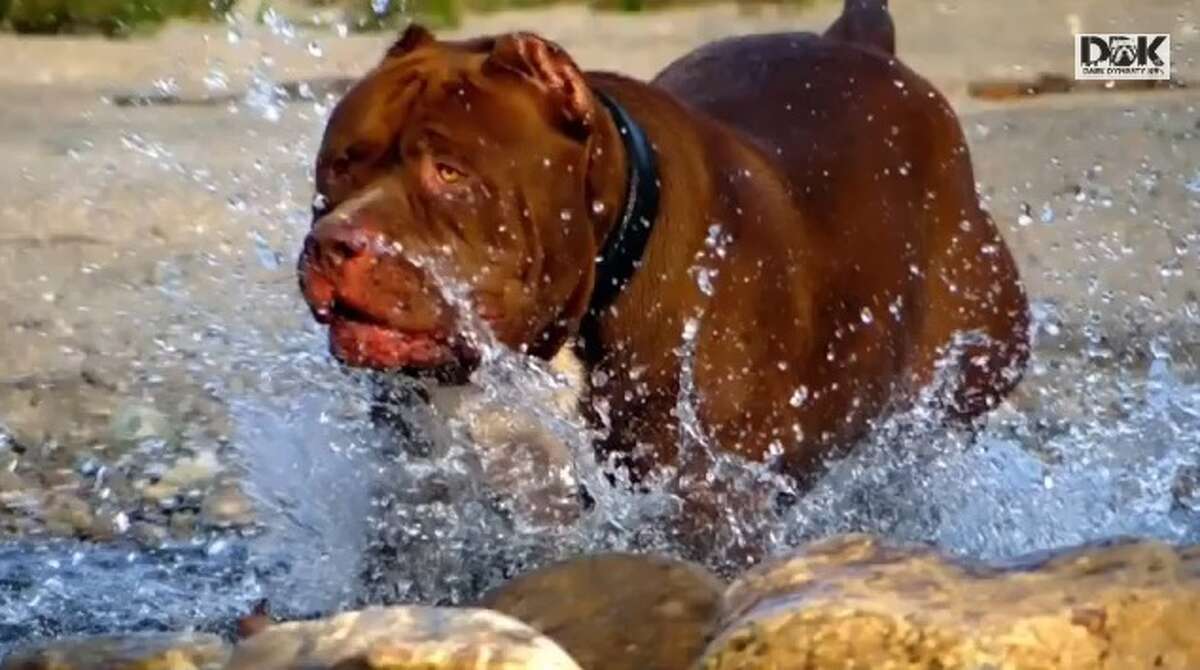 Humongous pit bull named "The Hulk" lives up to his name