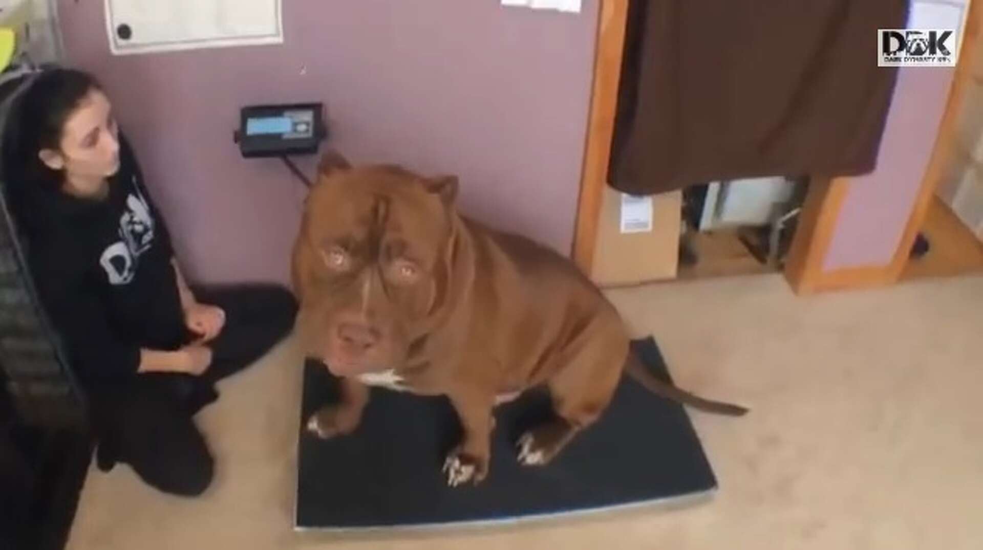 The Hulk, a ginormous 175-pound pit bull, is getting a TV show