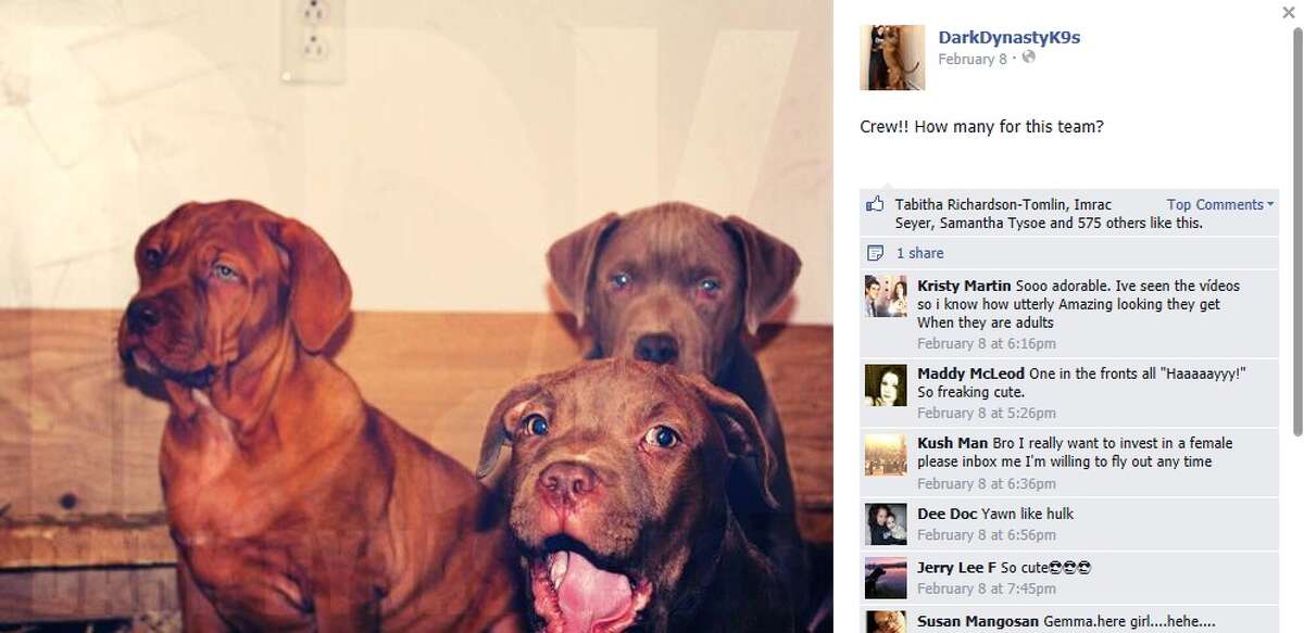 Humongous pit bull named "The Hulk" lives up to his name