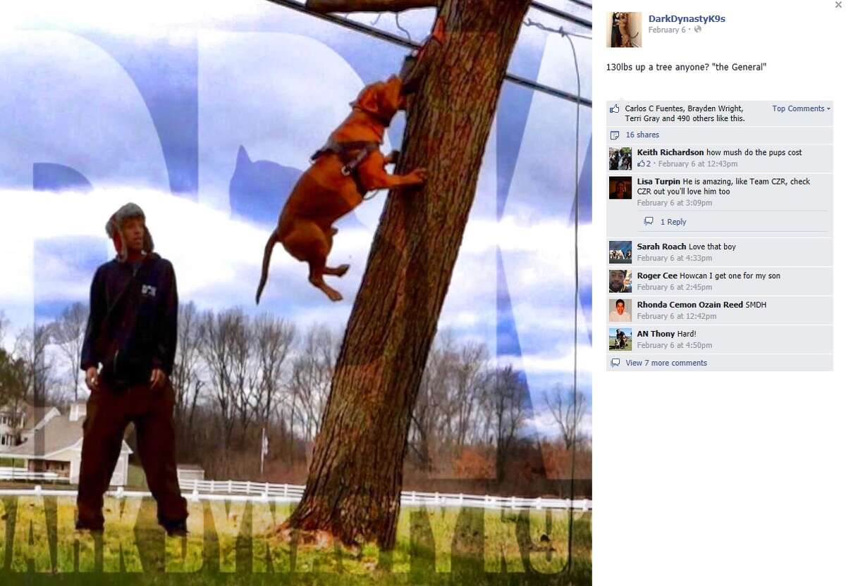 Humongous pit bull named "The Hulk" lives up to his name