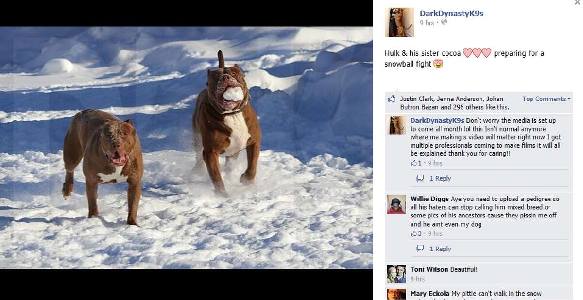 Humongous pit bull named "The Hulk" lives up to his name