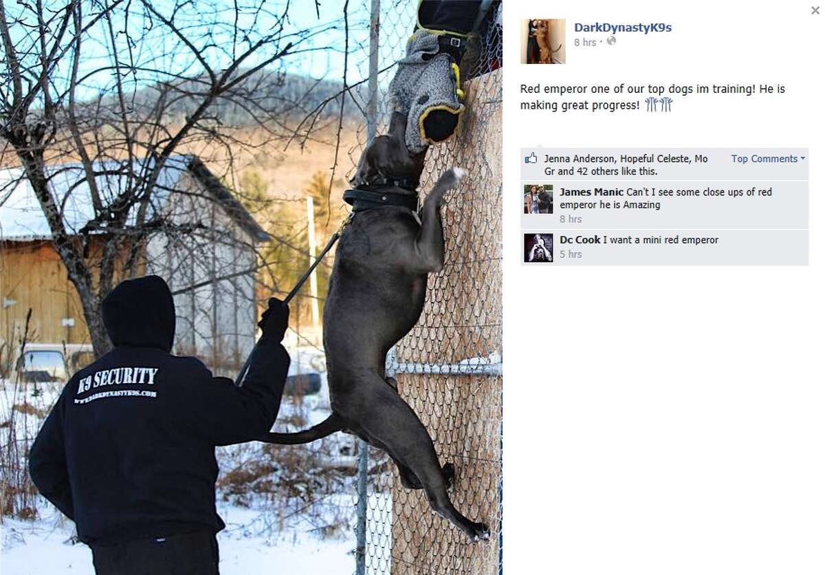 Humongous pit bull named "The Hulk" lives up to his name