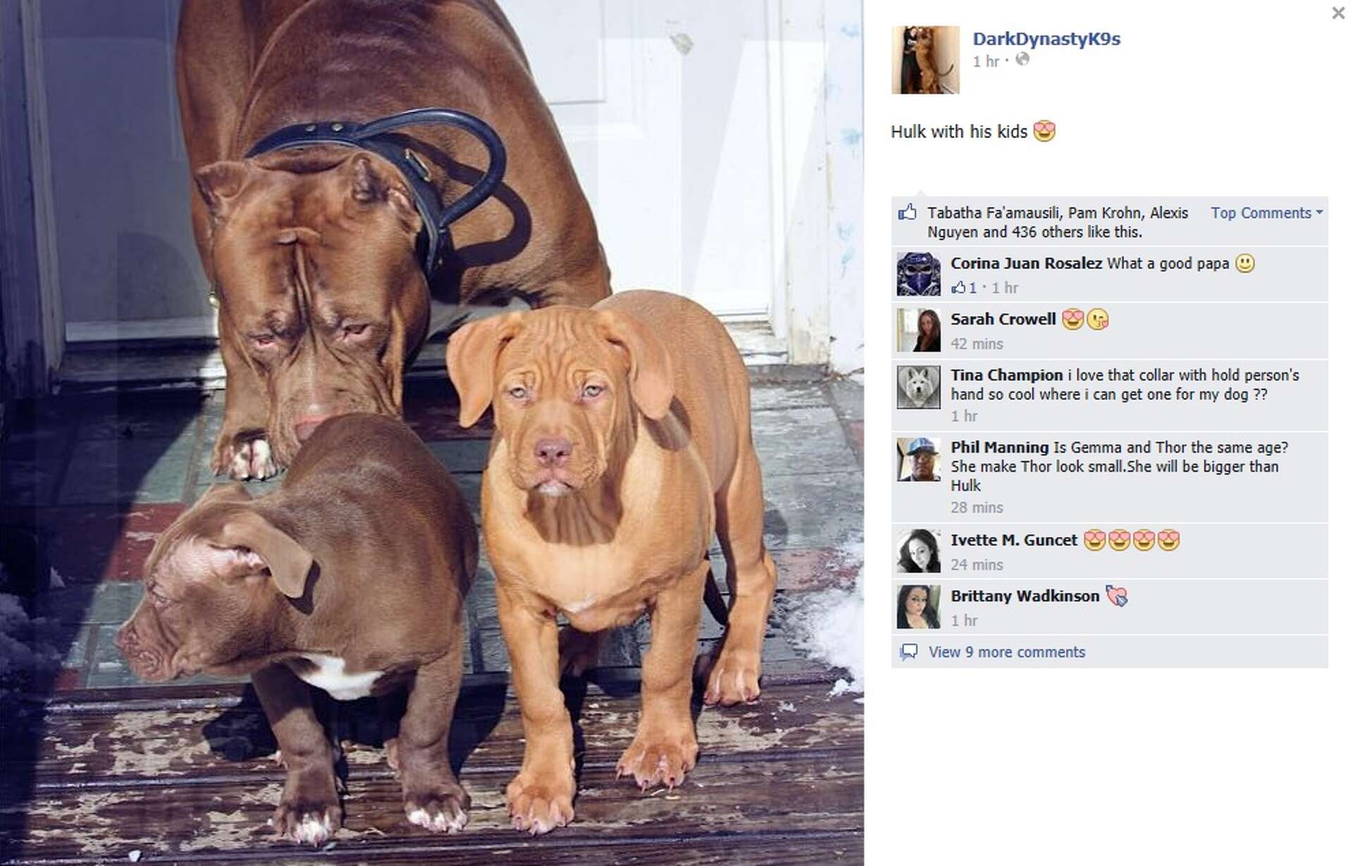 Humongous pit bull named "The Hulk" lives up to his name