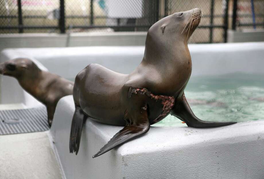 Photos: People, animals, things bitten by sharks - Houston Chronicle