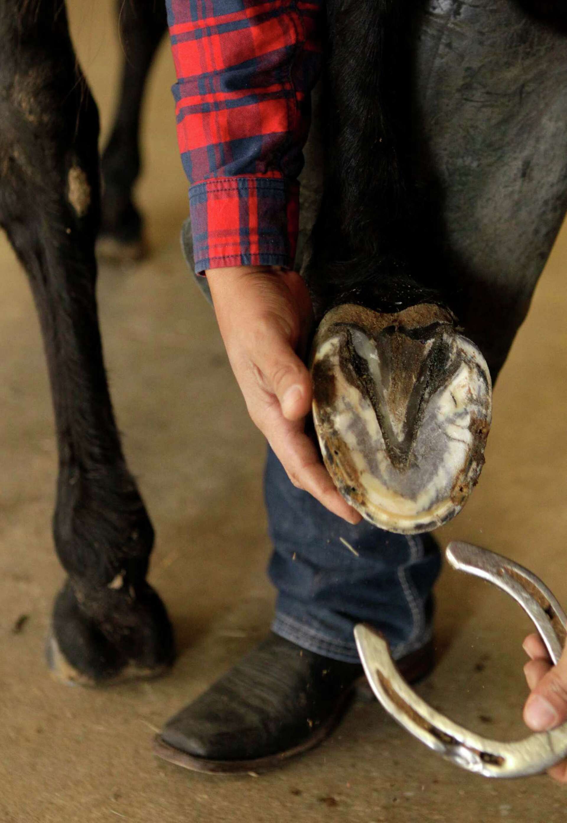 Farrier's work is no horseplay