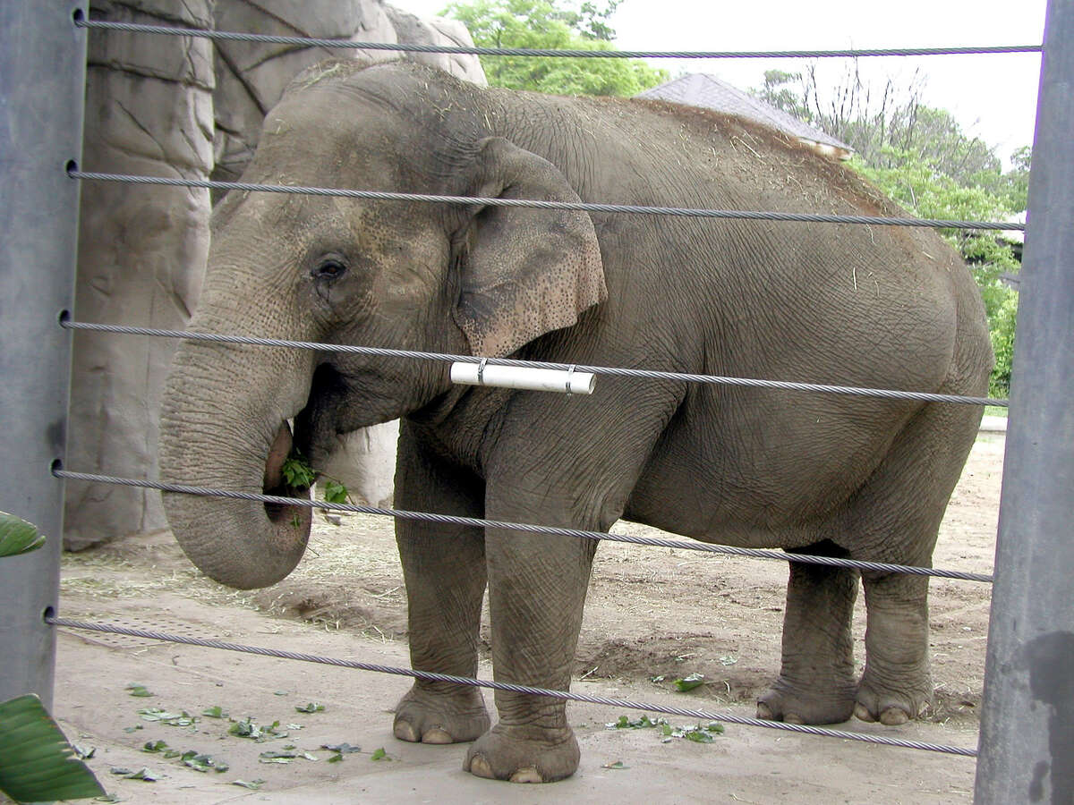 Wanda, former SA Zoo elephant, dead at 57