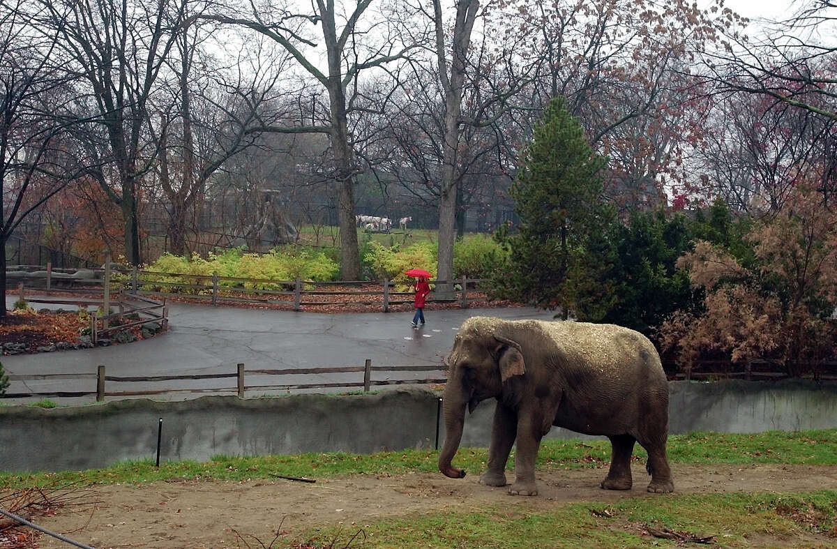 Wanda, former SA Zoo elephant, dead at 57