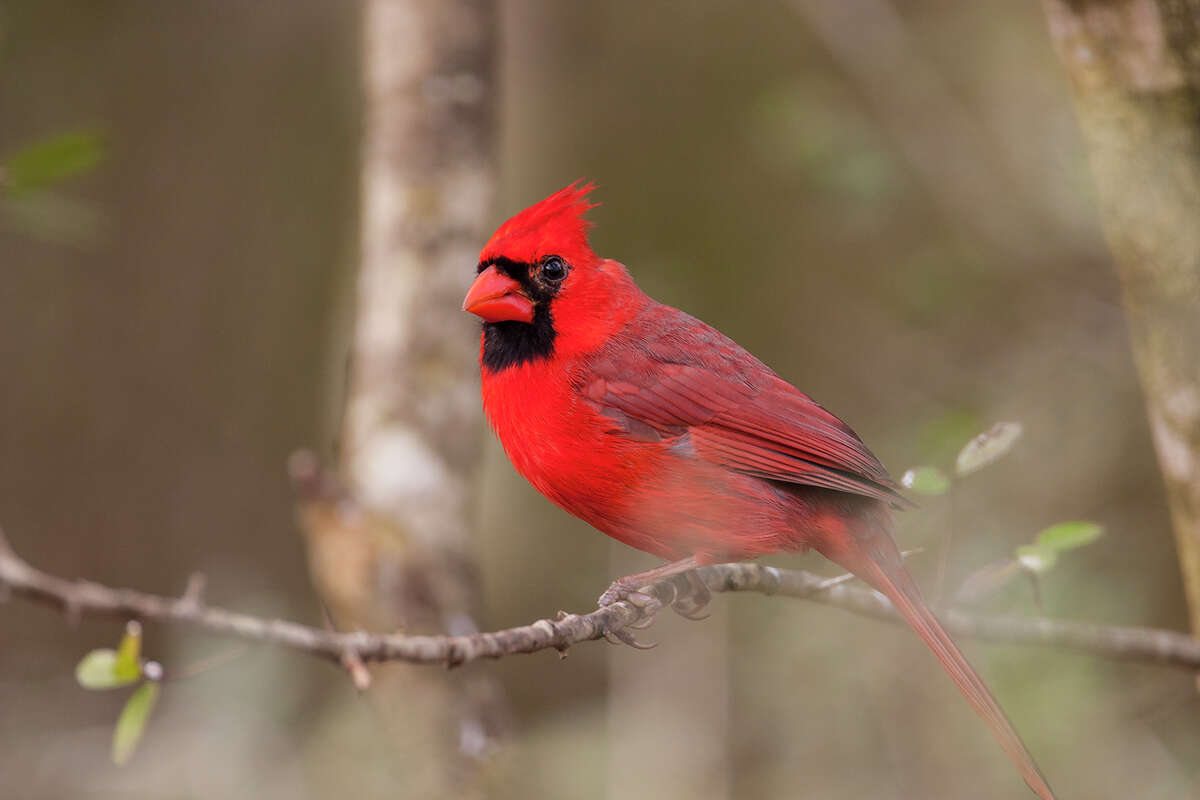 Elusive cardinals are beginning to show up