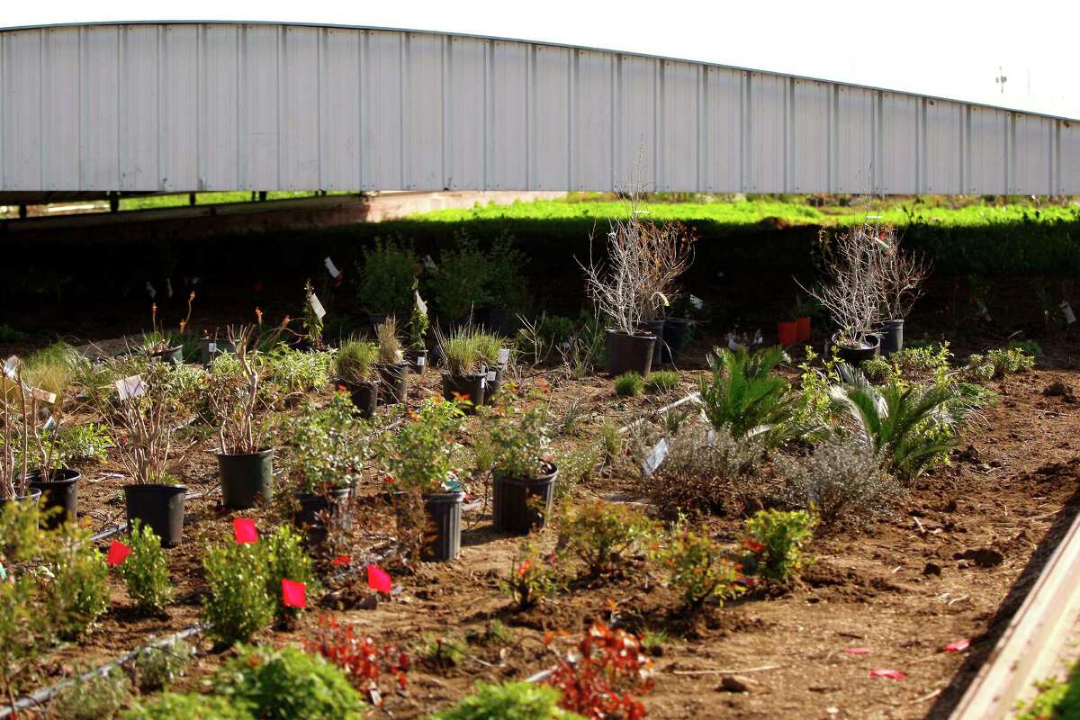 Study looks at plants’ survival skills - ExpressNews.com