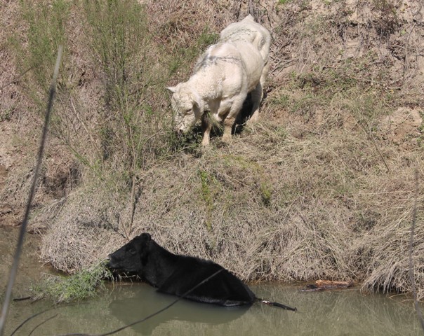 Bull shows rare romance by staying with cow stuck in Medina River for ...