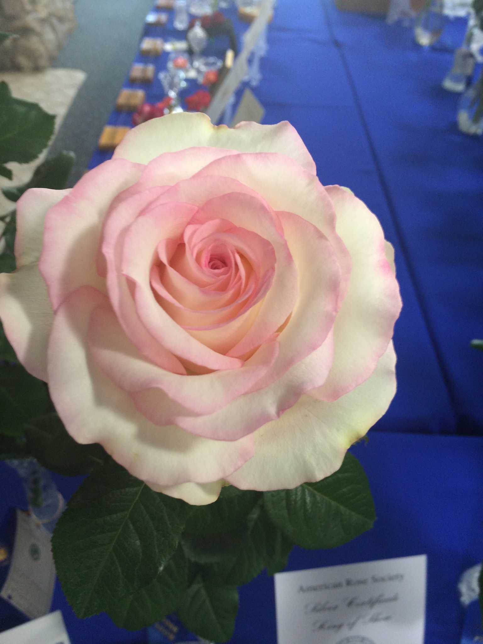 Roses are ready for annual fall show