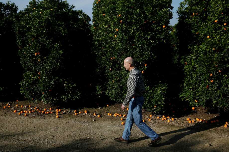 West Coast port dispute hurts California citrus growers - SFGate