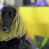 Data reveals the least-intelligent dog breeds - Houston Chronicle