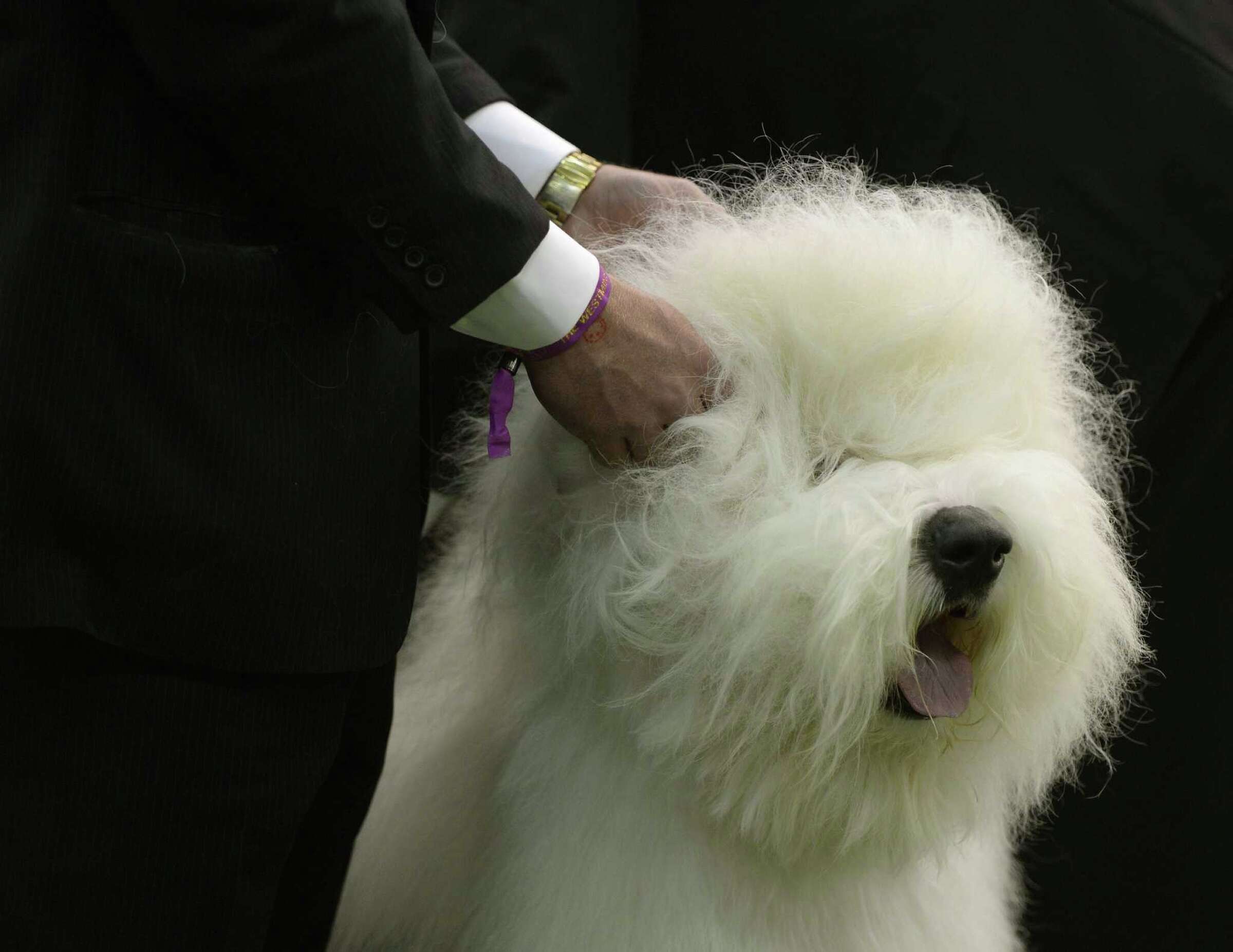 Data reveals the least-intelligent dog breeds