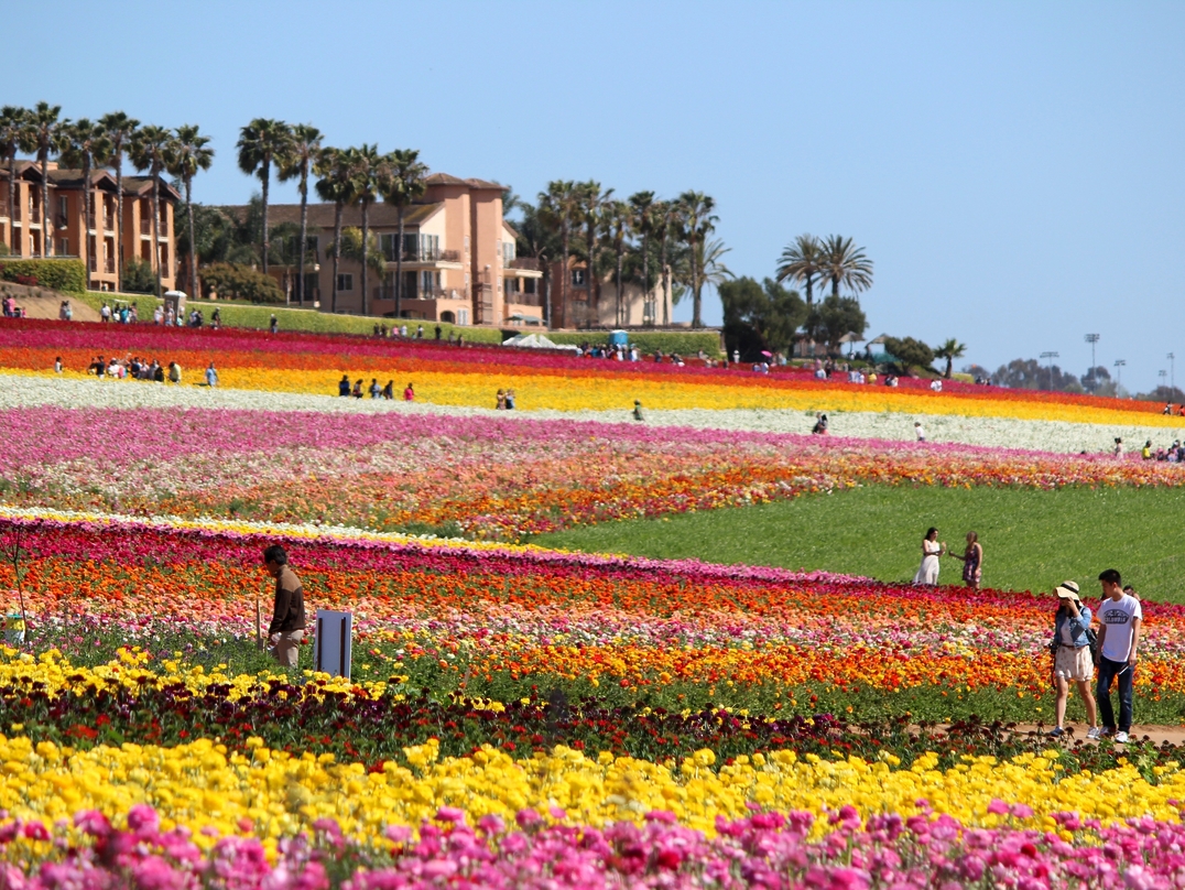 Acres of flowers at Carlsbad Ranch say spring is nigh