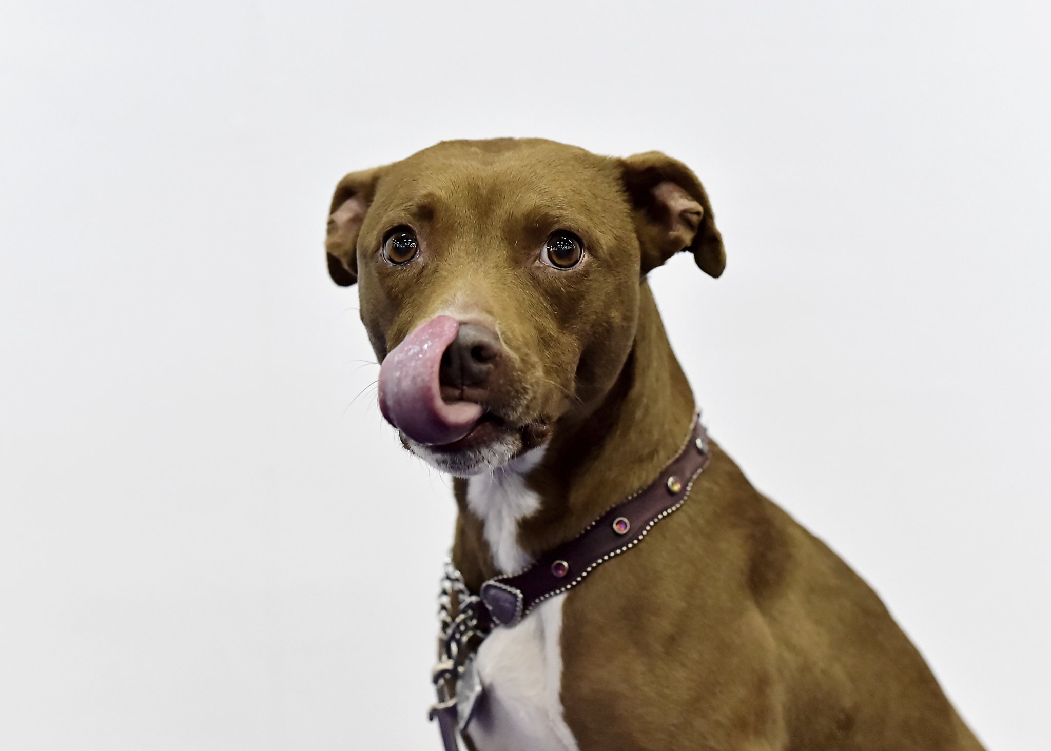 Meet the dogs of the Westminster