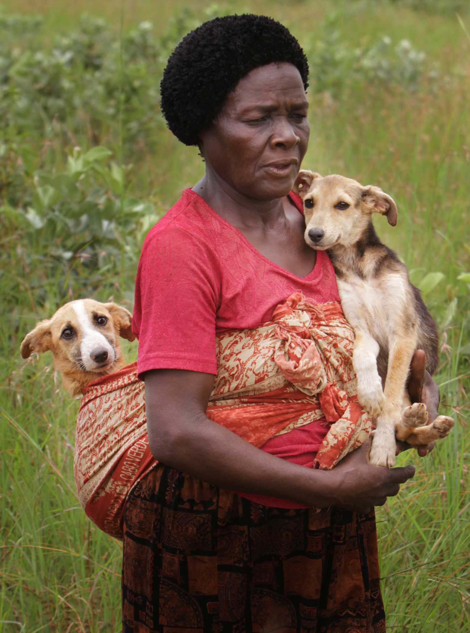 Zimbabwe covets canines as dog breeding becomes big business