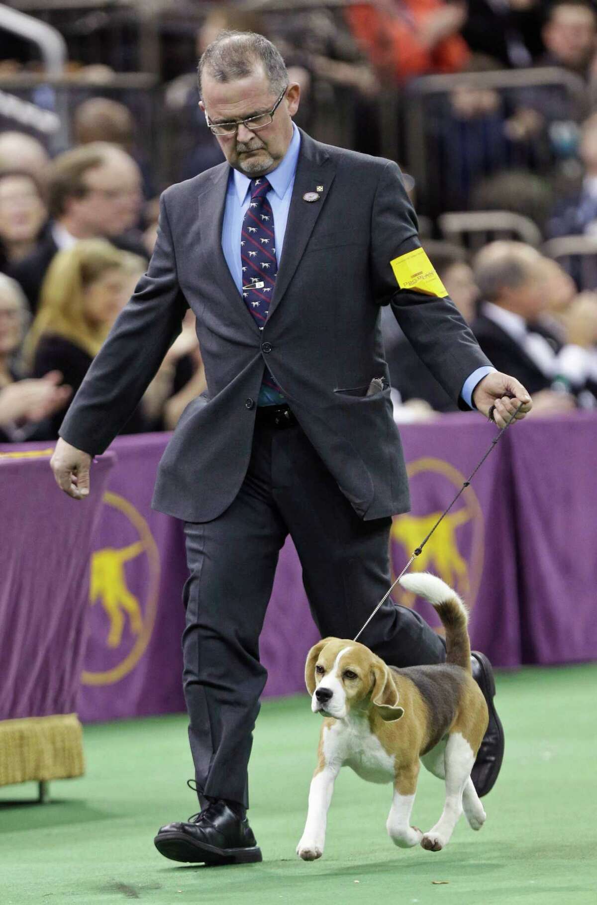 Tail-wagging beagle wins best in show at Westminster
