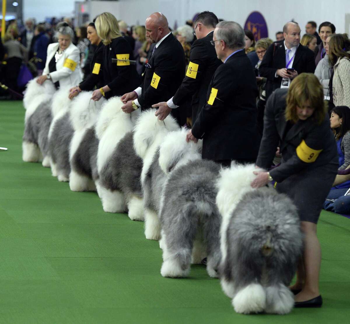 Westminster Dog Show 2015