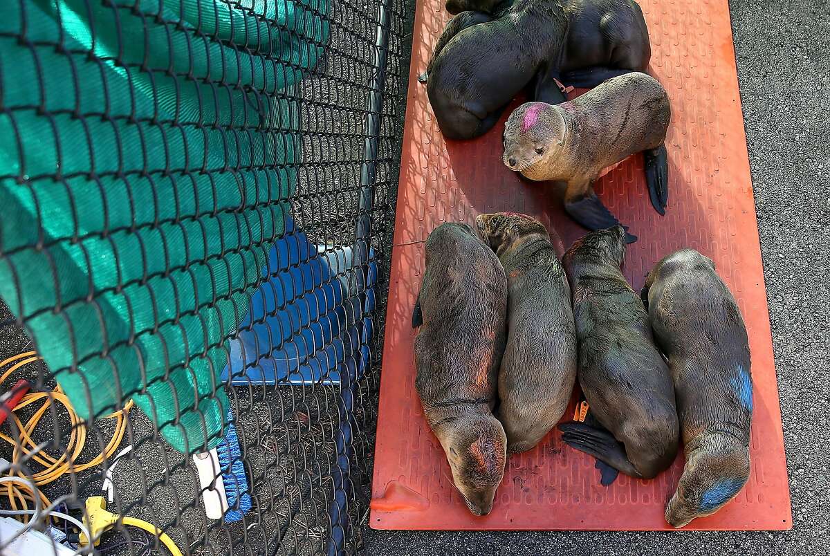 Warmer ocean blamed for struggling sea lion pups found at beaches