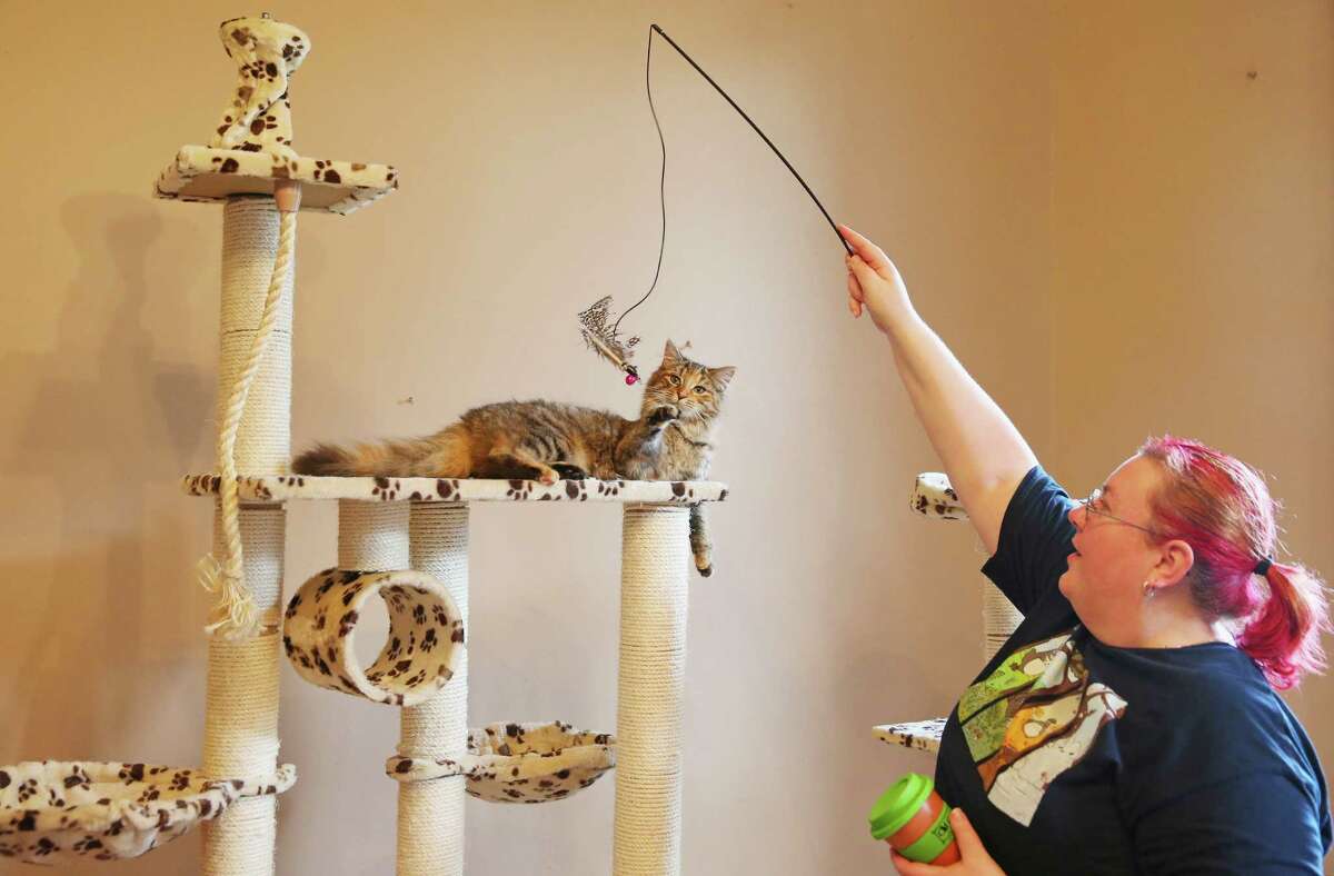 Crowdfunding campaign aims to open first Texas cat café in San Antonio