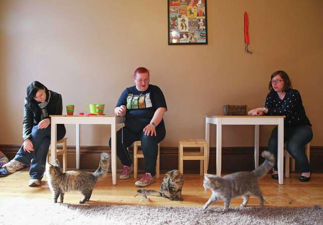 Crowdfunding campaign aims to open first Texas cat café in San Antonio