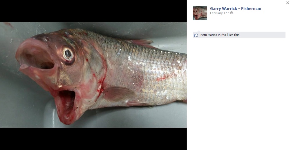 Australian man catches the creepiest fish you've ever seen