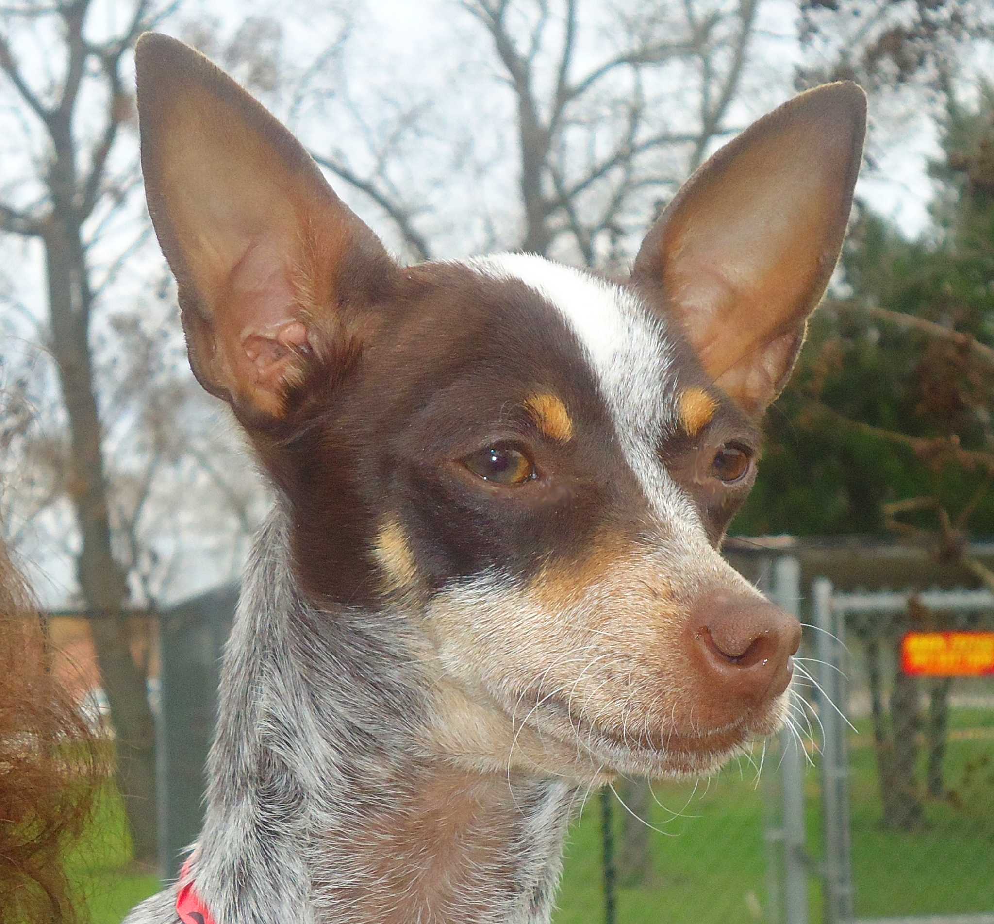 Alexander the Great chapter is great