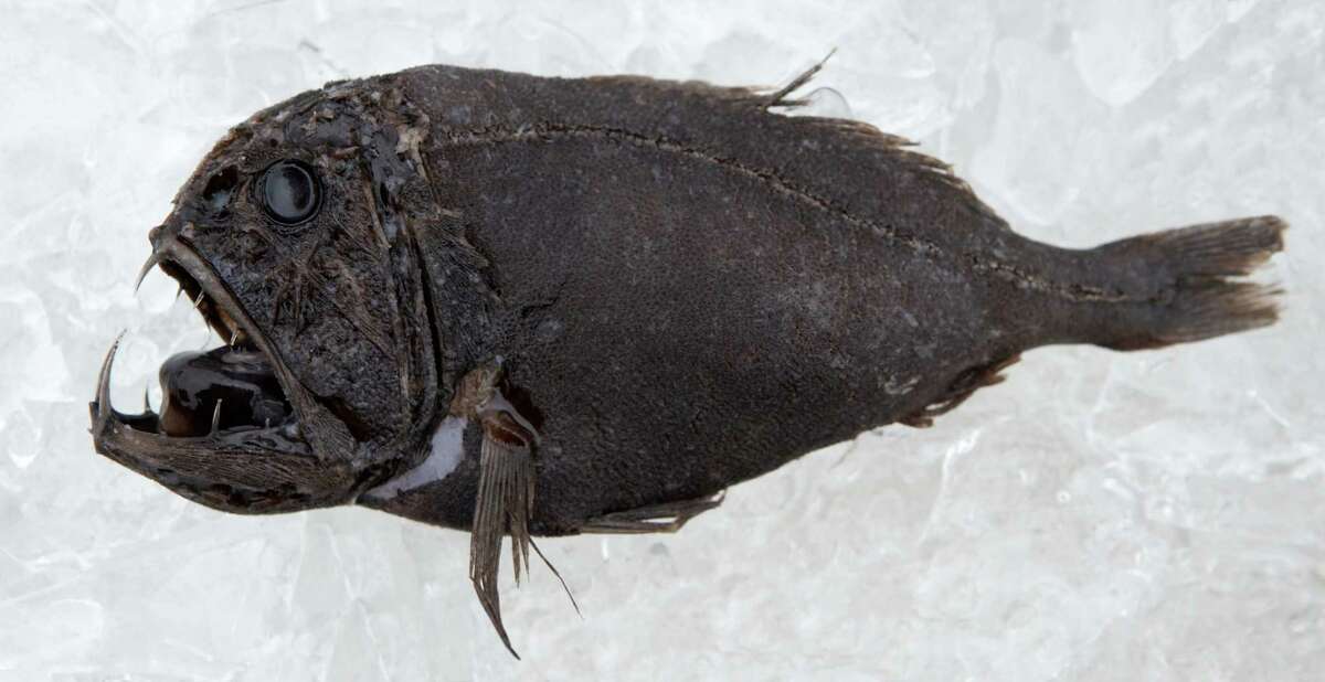 Australian man catches the creepiest fish you've ever seen