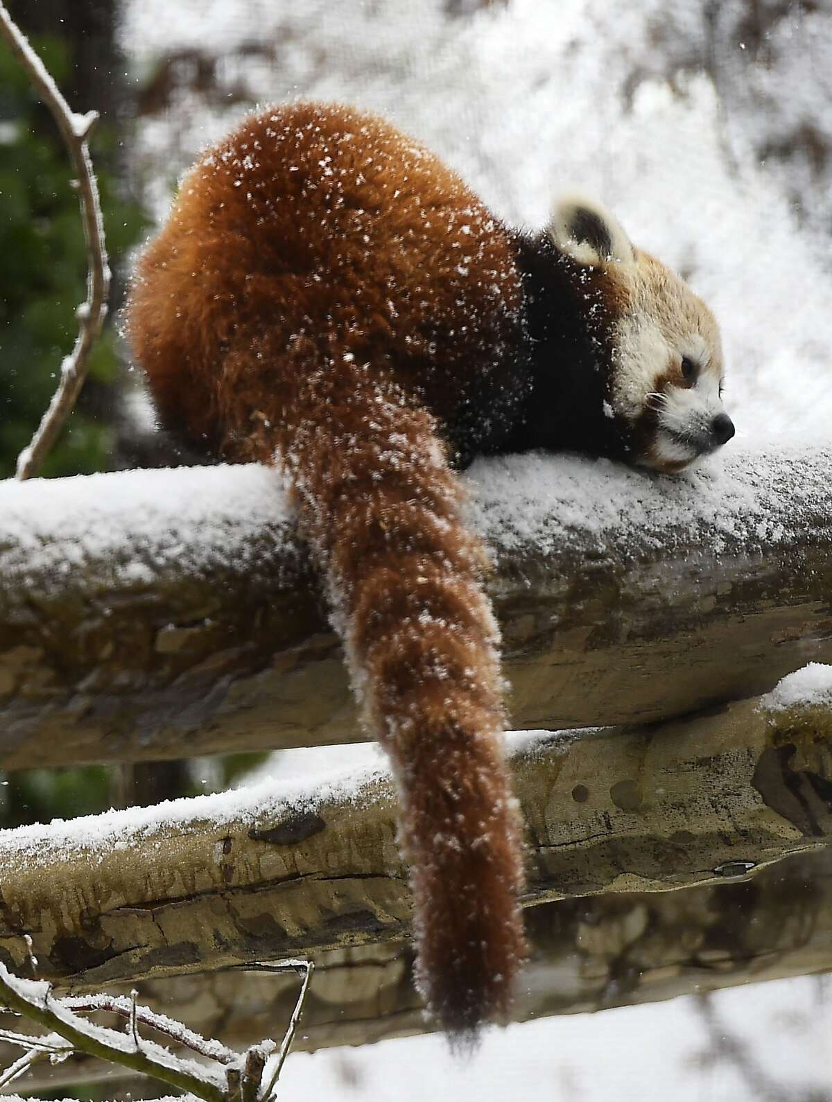 Missing red panda found safe after escaping Eureka zoo